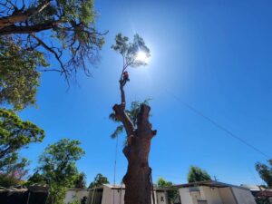 Hayes Tree Care - Hayes Tree Care